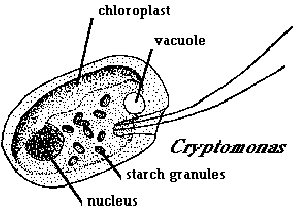 Filo Cryptophyta :: Biologia e Geologia