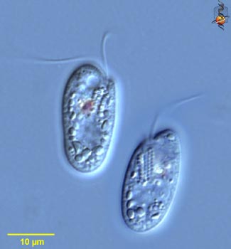 Filo Cryptophyta :: Biologia e Geologia